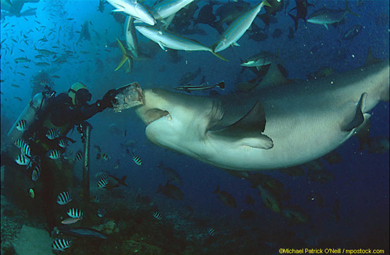 Beqa Adventure Divers - Fiji Hotel and Tourism Association