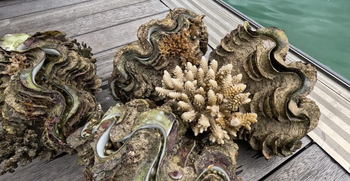 Marriott Momi Bay to Regenerate Giant Clam Sanctuary · Fiji Hotel and ...