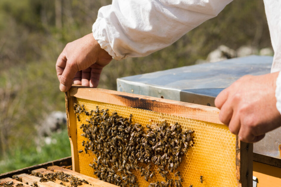 Buzzing with Excitement: InterContinental Fiji's Bee-Hive Tour & Tea ...